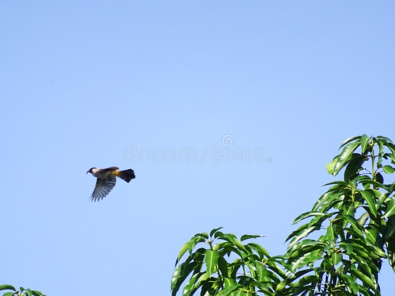 Flying Bird Around the Tree Stock Image - Image of tree, beak: 225191257