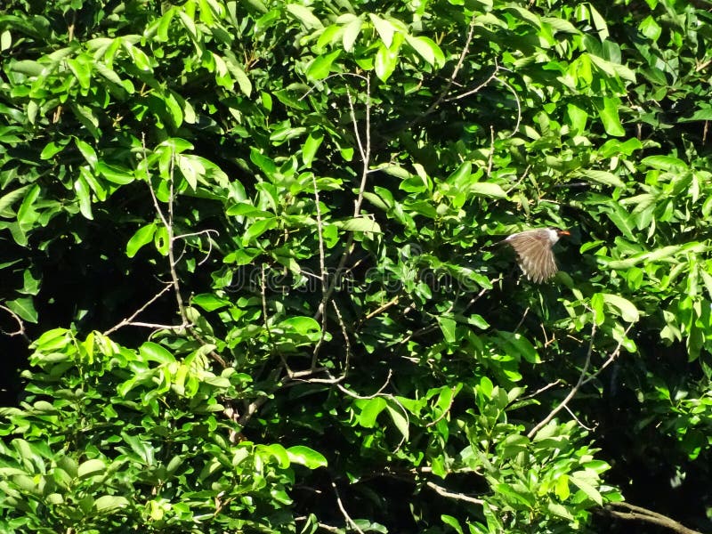 Flying Bird Around the Tree Stock Photo - Image of woodland, leaf ...