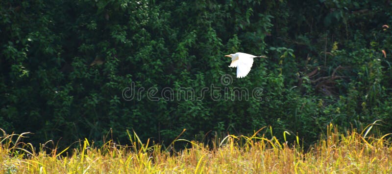 Flying Bird Bill ibis stock photo. Image of marsh, horizontal - 47426514