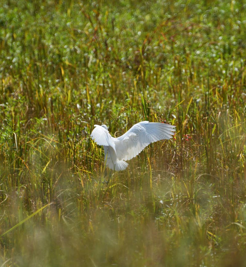 Flying Bird Bill ibis stock image. Image of fields, orange - 47426517