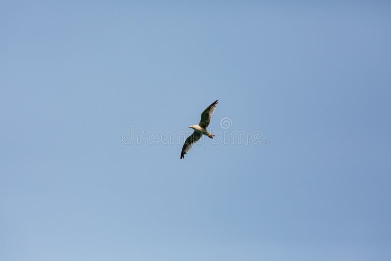 A Flying Bird in Blue Clear Sky. Stock Image - Image of bird, wild ...