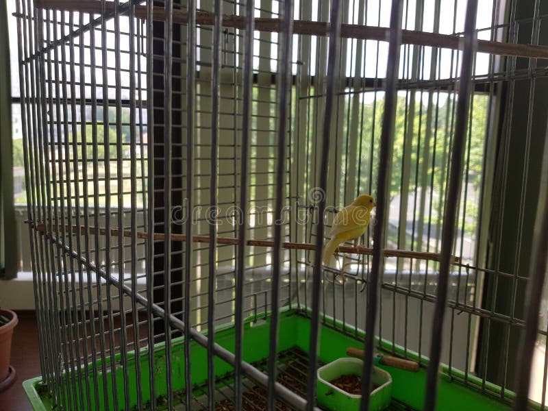 Cute bird in nest stock image. Image of carrot, dates - 152951409