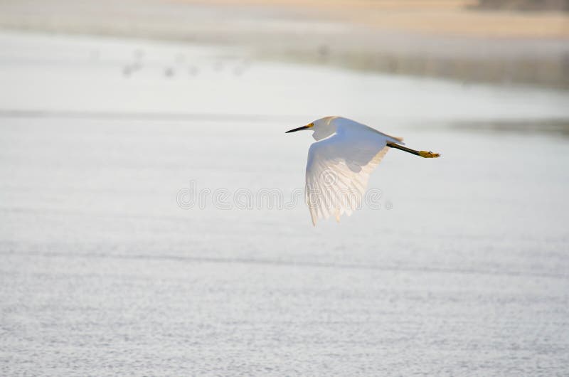 Bat 6 stock image. Image of animal, mouth, hair, close - 14243645