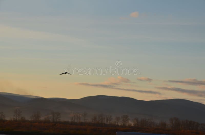 A Flying Bird in the Evening Stock Image - Image of animal, inhabitant ...