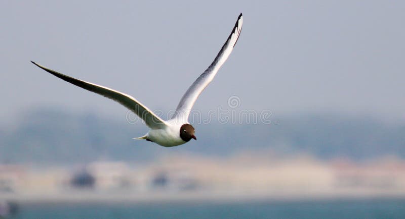 Flying bird stock image. Image of flying, pond, flight - 102619111
