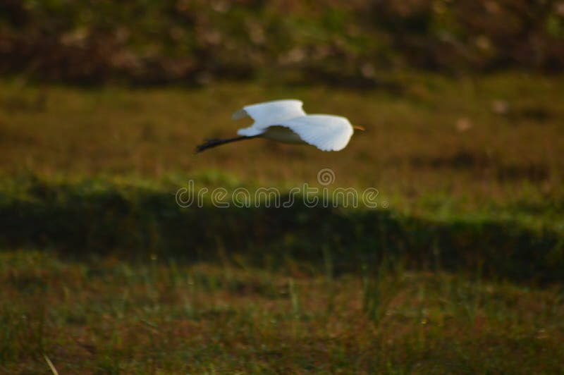 Flying bird on field stock image. Image of wildlife - 183479615