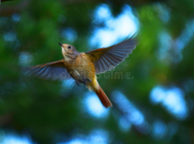 Flying Bird, Bird in Flight Stock Photo - Image of flight, flying ...