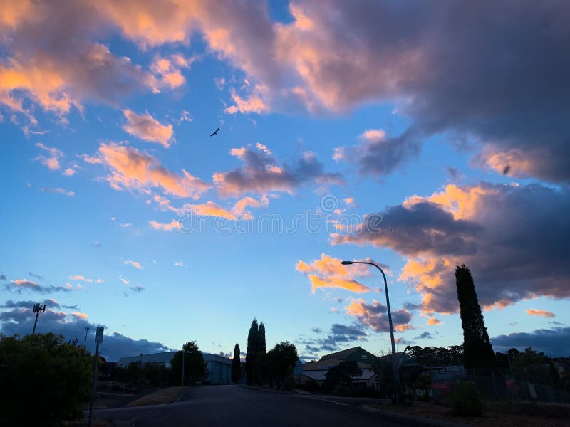 Flying bird stock photo. Image of clouds, flying, good - 136982774