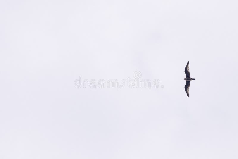 Flying Bird with Negative Space Stock Photo - Image of bird, flying ...
