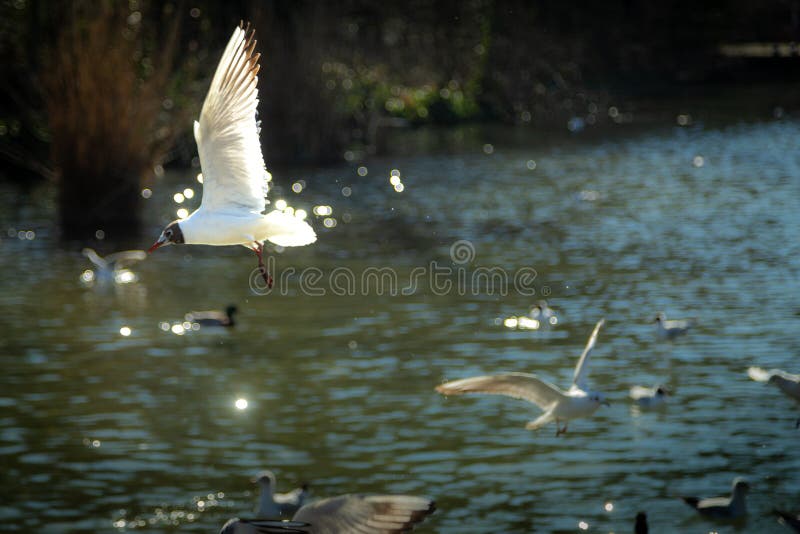 Flying Bird Over a Pond of Water Stock Image - Image of movement ...