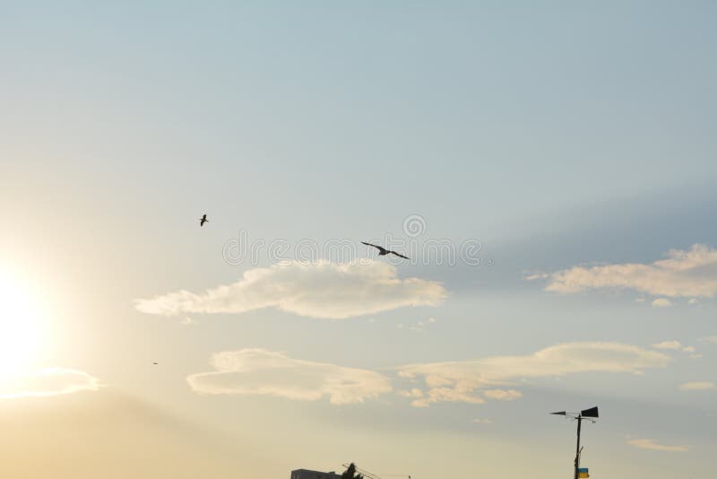 Flying stock image. Image of flying, summer, good, beauty - 87540751