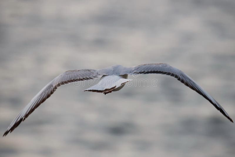 Flying bird.. stock image. Image of rear, view, seagull - 140438029