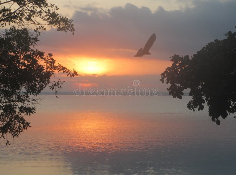 Flying bird at sunset. stock photo. Image of enjoyment - 100483406