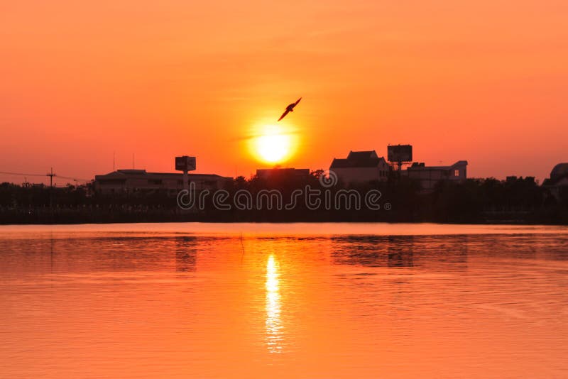 Flying Bird in Sunset Over Town Silhouette Stock Photo - Image of city ...
