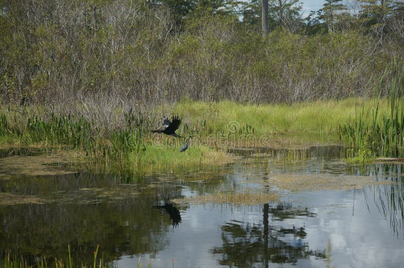 Flying bird in the swamp stock photo. Image of bird, carolina - 78316032