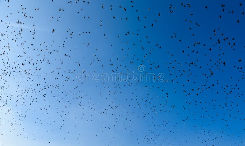 Flying Bird Swarm - Togetherness of Animals Stock Image - Image of ...