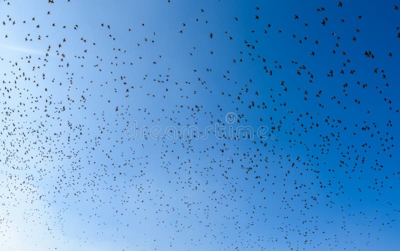 Flying Bird Swarm - Togetherness of Animals Stock Photo - Image of ...
