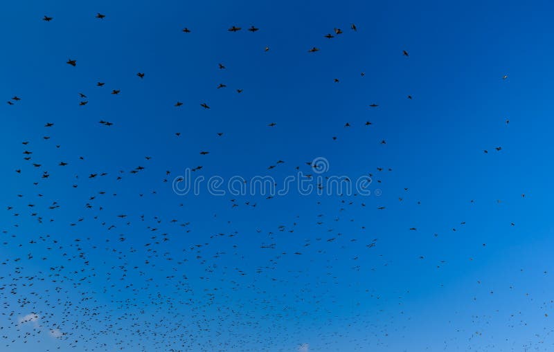 Flying Bird Swarm - Togetherness of Animals Stock Image - Image of ...