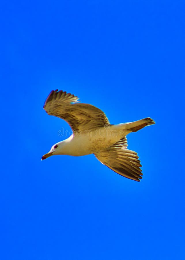 Flying bird throw blue sky stock photo. Image of falcon - 197180866