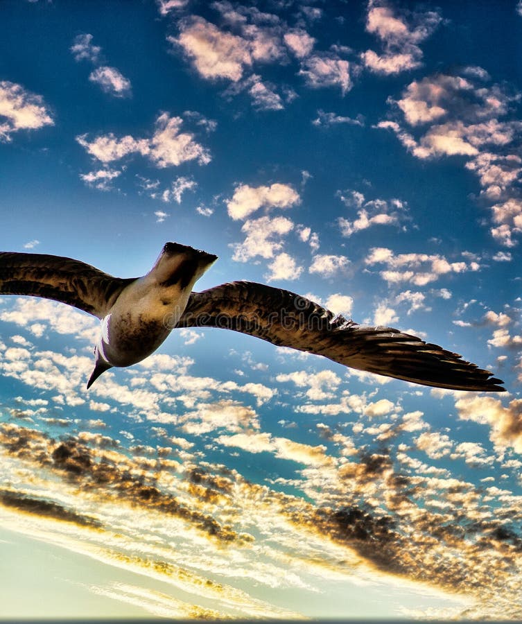 Flying Bird Throw Sky and Dramatic Landscape Stock Photo - Image of ...