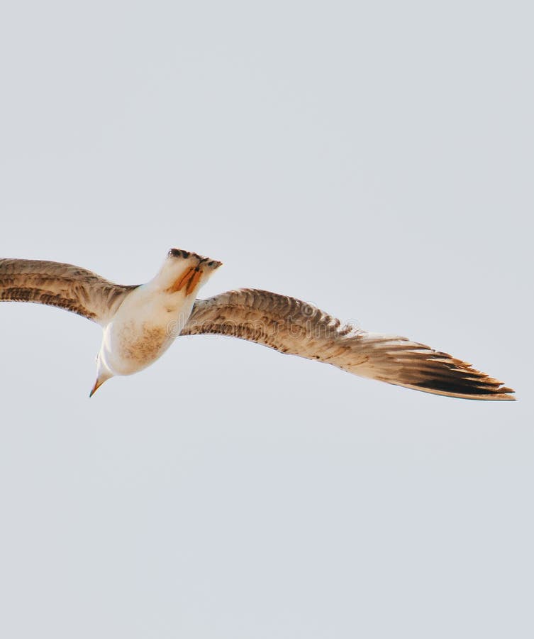 Flying Bird Throw White Sky Landscaping Stock Photo - Image of ...