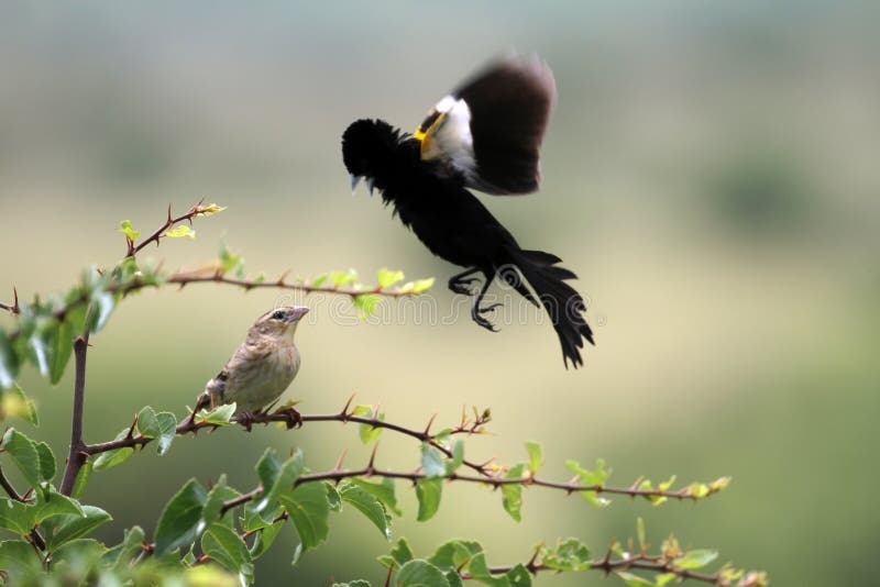 Flying Bird Attacking Another Bird Stock Image - Image of standing ...