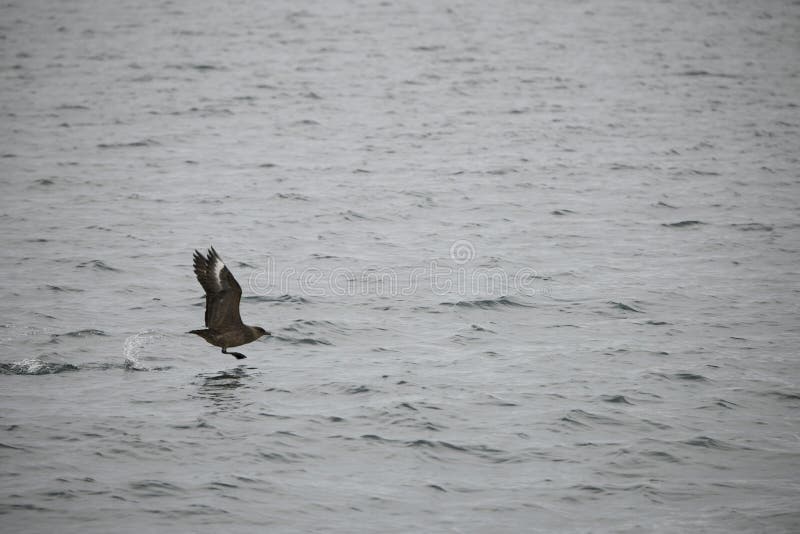 A Flying Bird about To Catch Some Fish in Antarctica Stock Image ...