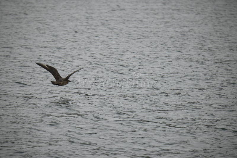 A Flying Bird about To Catch Some Fish in Antarctica Stock Photo ...