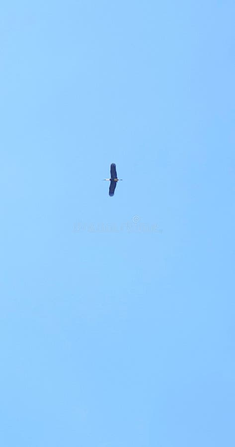 Flying Bird Up the Sky Clear Weather Stock Photo - Image of bird, clear ...