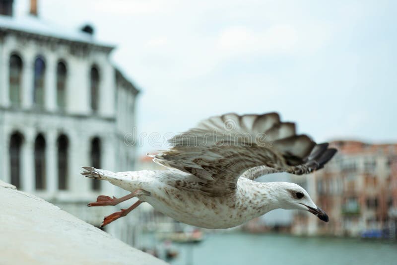 Flying bird in venice stock photo. Image of venice, city - 20714054