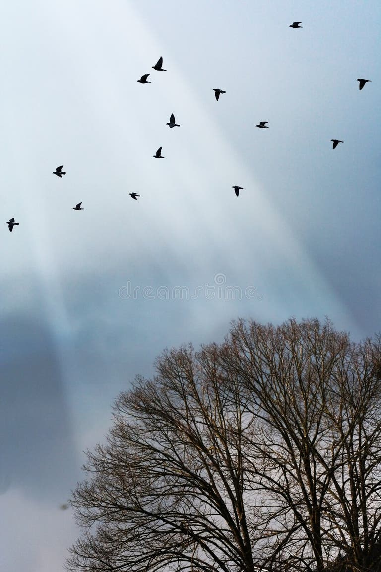 387 Tree Flying Away Birds Stock Photos - Free & Royalty-Free Stock ...