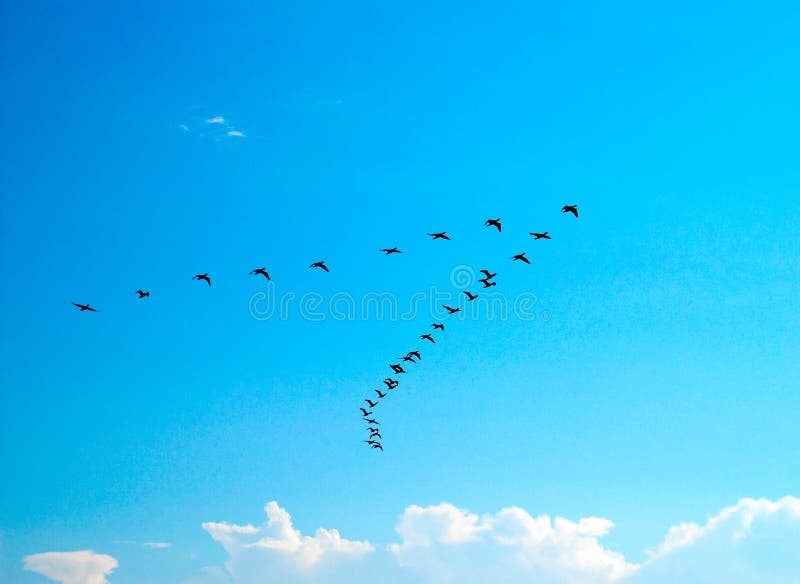 Bird Flying Out of a Laptop Stock Image - Image of colleagues, crew ...