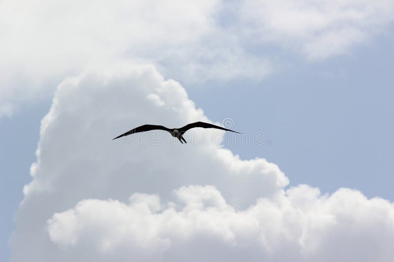 Flying Birds As Symbol for Freedom Stock Photo - Image of songbird ...
