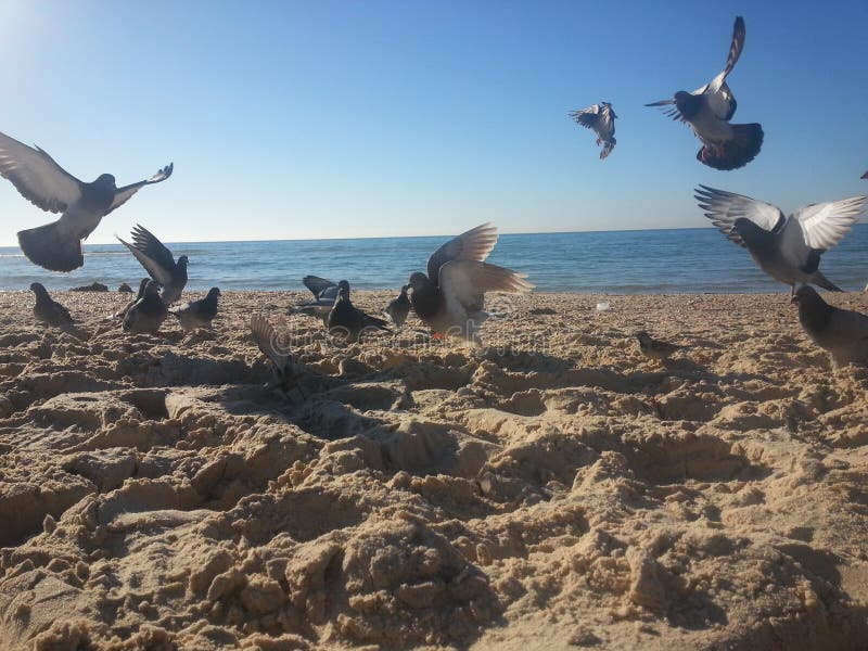 Flying birds in the beach stock photo. Image of cape - 225366866