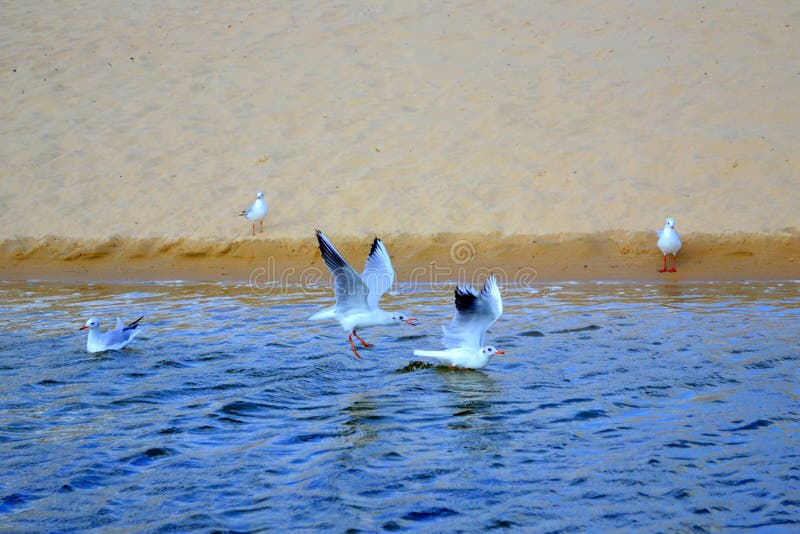 Birds flying out beach stock image. Image of movement - 39852209