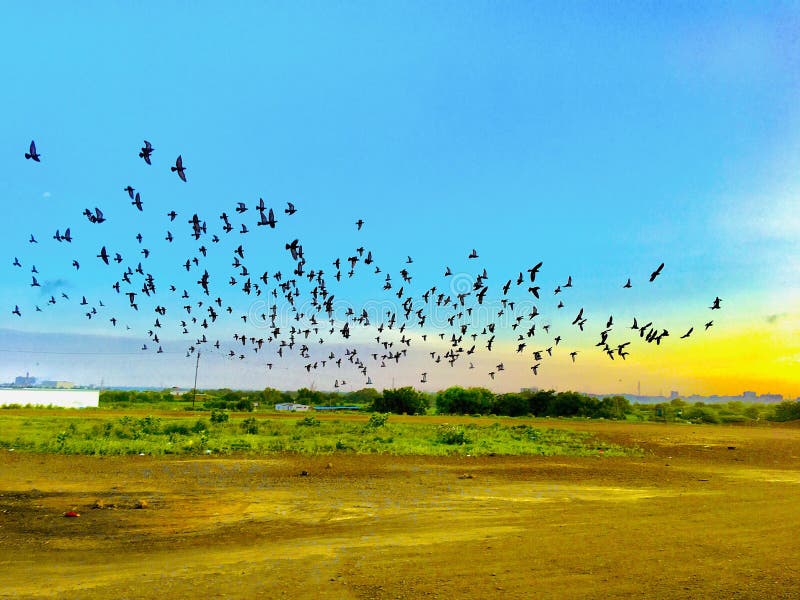 Flying Birds stock photo. Image of good, flying, birds - 191316538