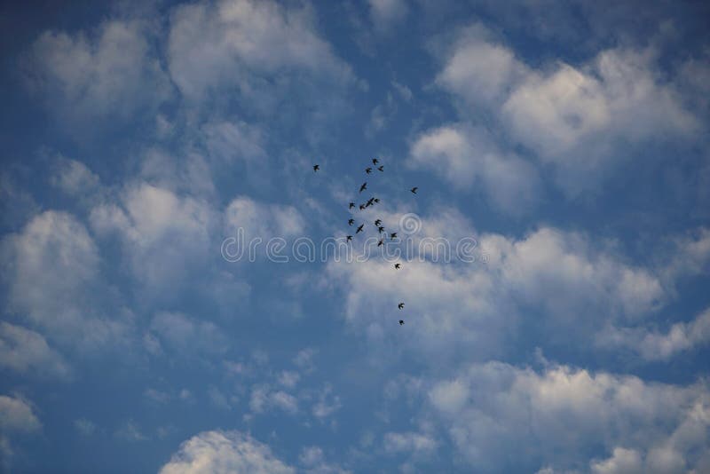 Birds and sky in fall stock image. Image of spilendid - 103280963
