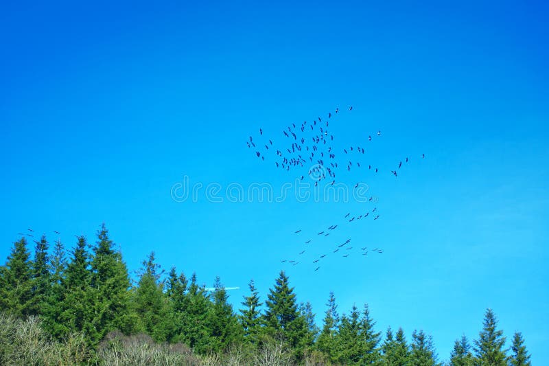 Flying Birds in Blue Spring Sky.Nature Background. Stock Photo - Image ...