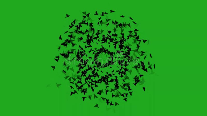 Flying Birds Circle Green Screen Motion Graphics Stock Video - Video of ...