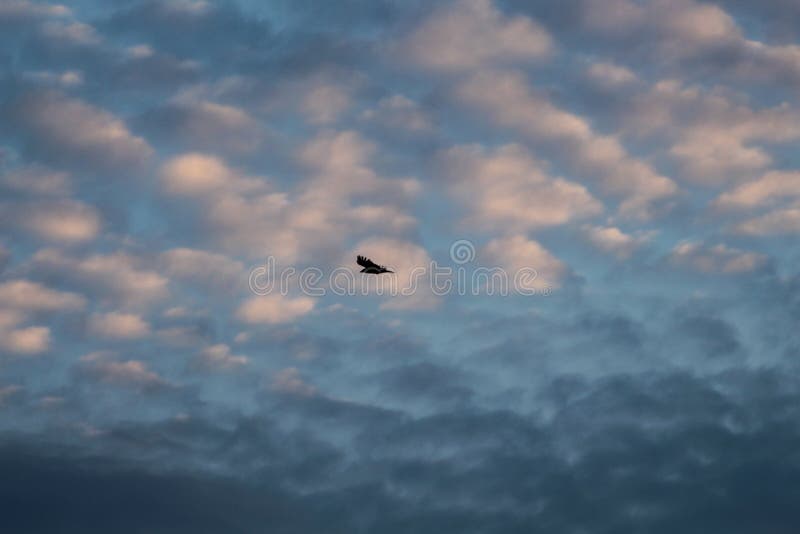 Flying Birds in the Cloudy Sky Stock Image - Image of suns, purpule ...