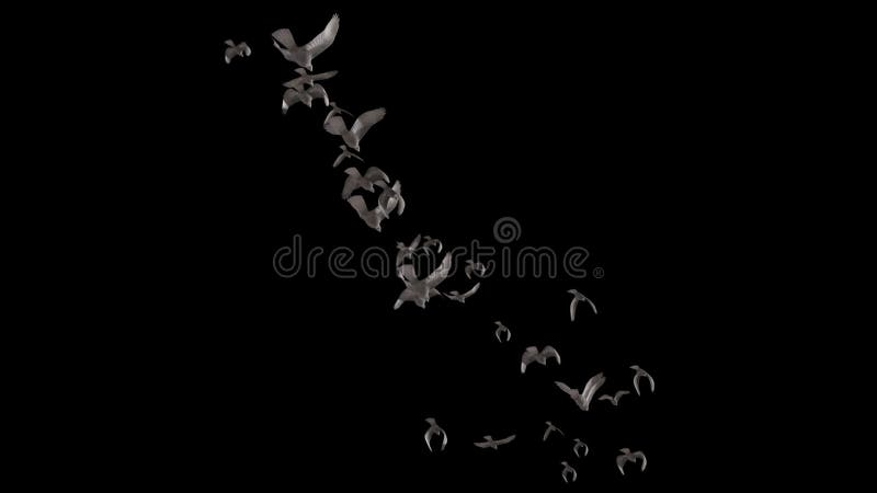 Birds Flying Alpha Stock Footage & Videos - 209 Stock Videos
