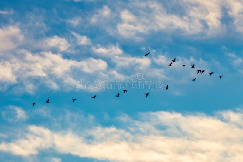 Birds in a Vee Formation. V Formation of Birds Stock Image - Image of ...