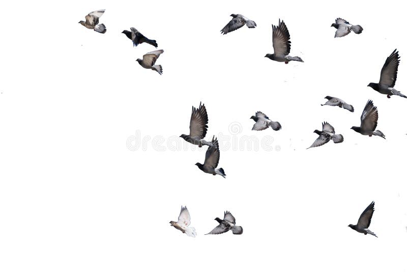 Flying Birds Formation of Pigeons Isolated for Backgound Stock ...