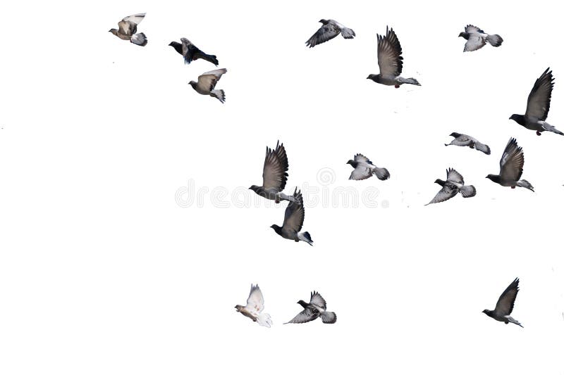 Flying Birds Formation of Pigeons Many Isolated for Backgound Stock ...