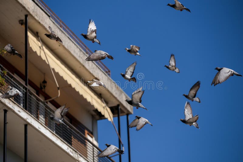 Flying Birds Formation of Pigeons Many Isolated for Backgound Stock ...