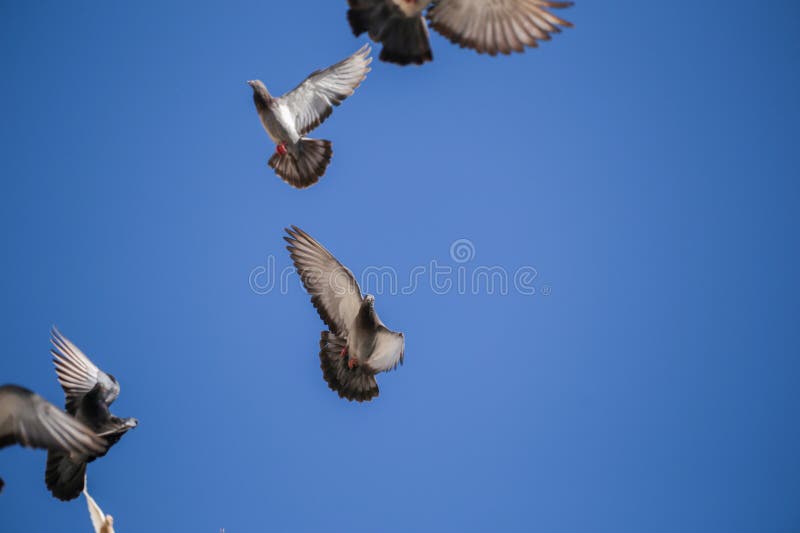 Flying Birds Formation of Pigeons Many Isolated for Backgound Stock ...