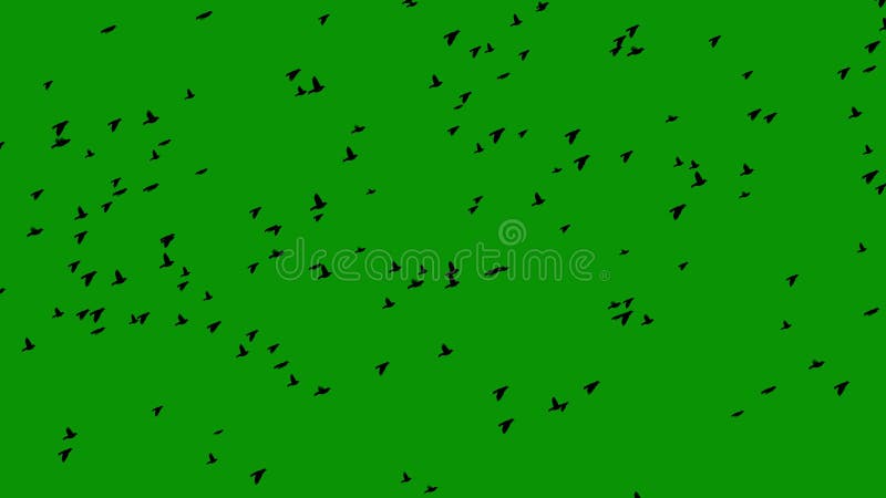 Silhouette of Condor in Flying on Green Screen Stock Video - Video of ...