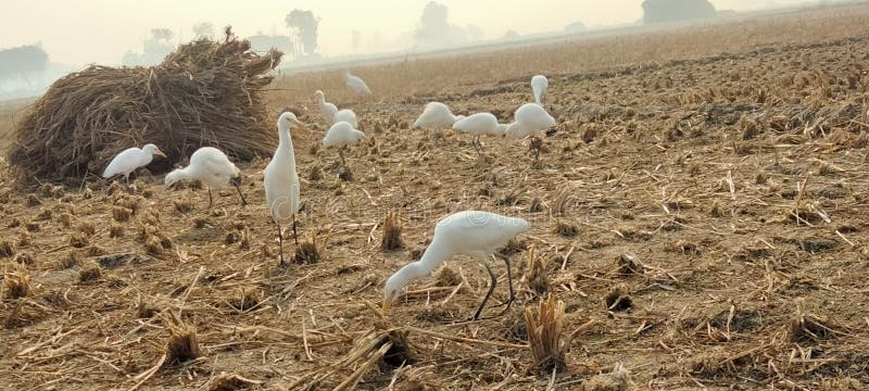 Flying Birds Nature Images Village Birds Stock Photo - Image of bird ...