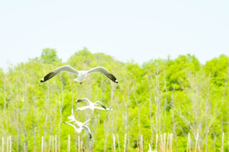 Flying Birds Near the Forest Stock Image - Image of seagulls, landing ...