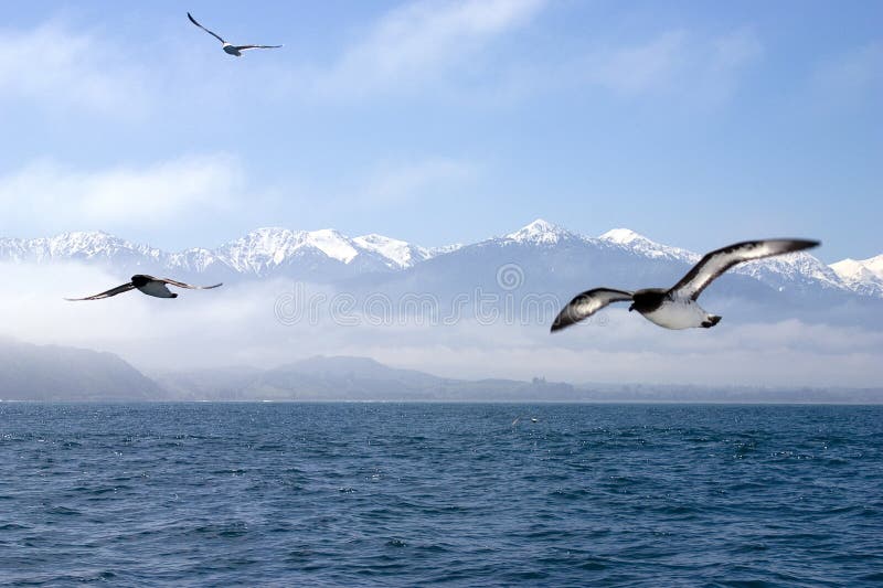 Flying Birds Over the Ocean Stock Image - Image of flying, wing: 1056935